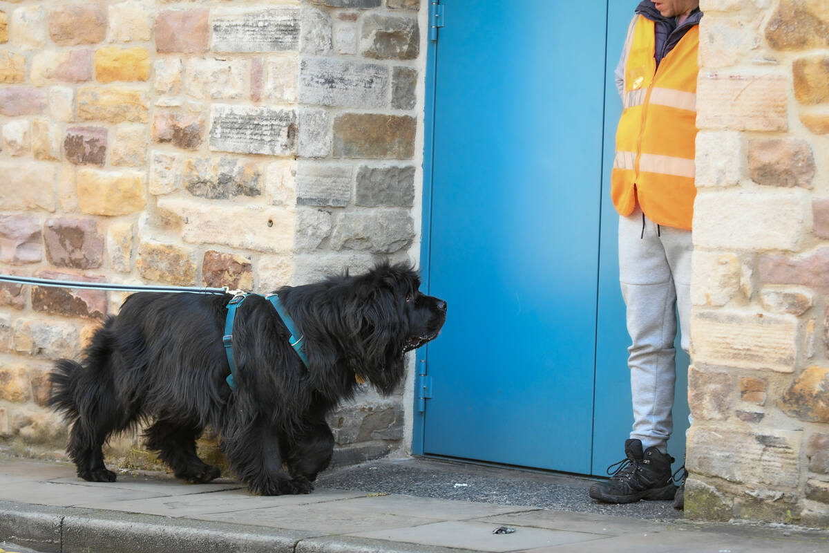 Can any Dog be a Mantrailing Dog? - Trailing K9s