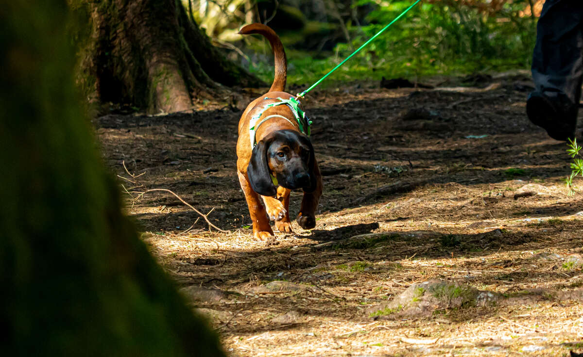 Can any Dog be a Mantrailing Dog? - Trailing K9s